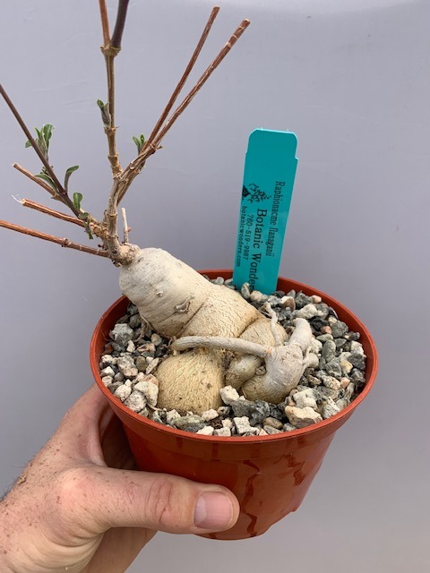 Cycads for sale | Succulents Cycads | Palms Botanic Wonders Nursery