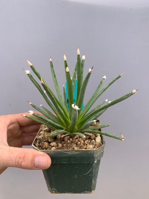 Cycads for sale | Succulents Cycads | Palms Botanic Wonders Nursery