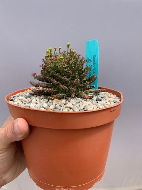 Cycads for sale | Succulents Cycads | Palms Botanic Wonders Nursery