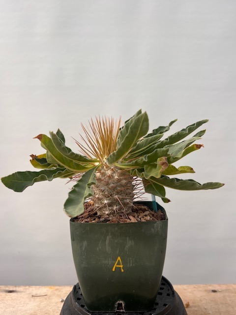 Cycads for sale | Succulents Cycads | Palms Botanic Wonders Nursery