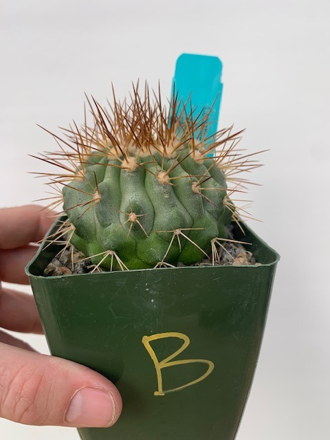 Cycads for sale | Succulents Cycads | Palms Botanic Wonders Nursery
