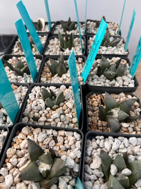 Cycads for sale | Succulents Cycads | Palms Botanic Wonders Nursery