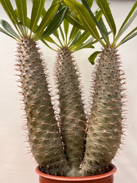 Cycads for sale | Succulents Cycads | Palms Botanic Wonders Nursery