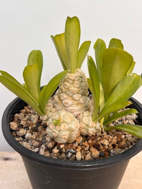 Cycads for sale | Succulents Cycads | Palms Botanic Wonders Nursery