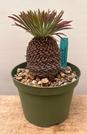 Cycads for sale | Succulents Cycads | Palms Botanic Wonders Nursery